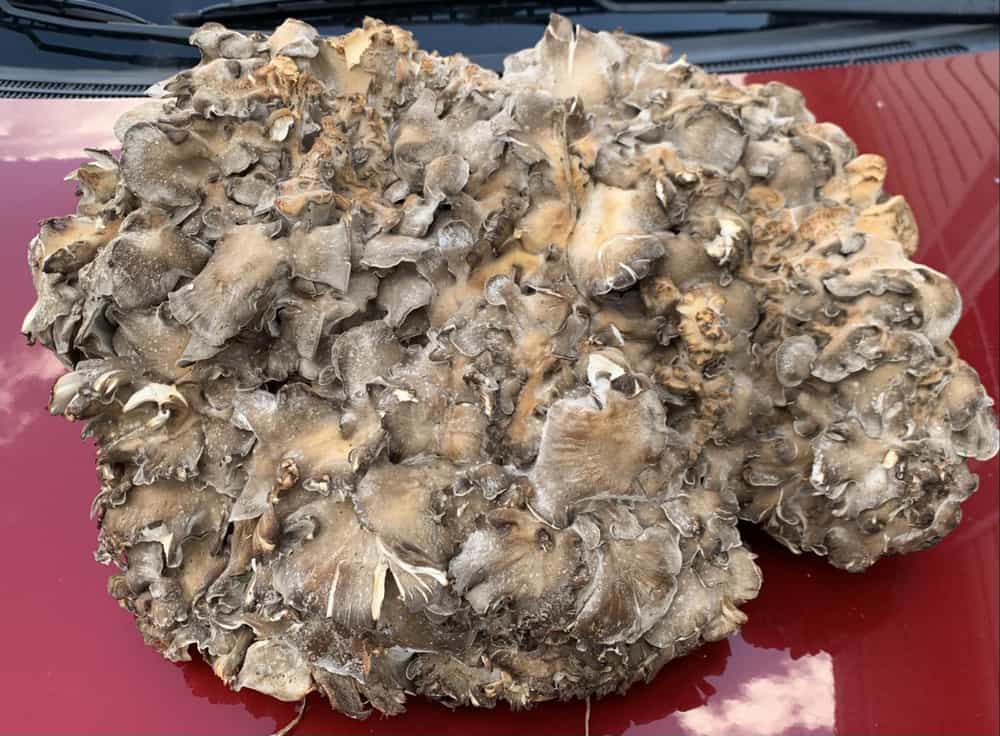 Foraged | The Marketplace for Wild & Specialty Food