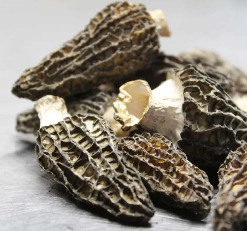Dried Cultivated Morel Mushrooms 16 oz. (1 lb) - Buy Online | Foraged