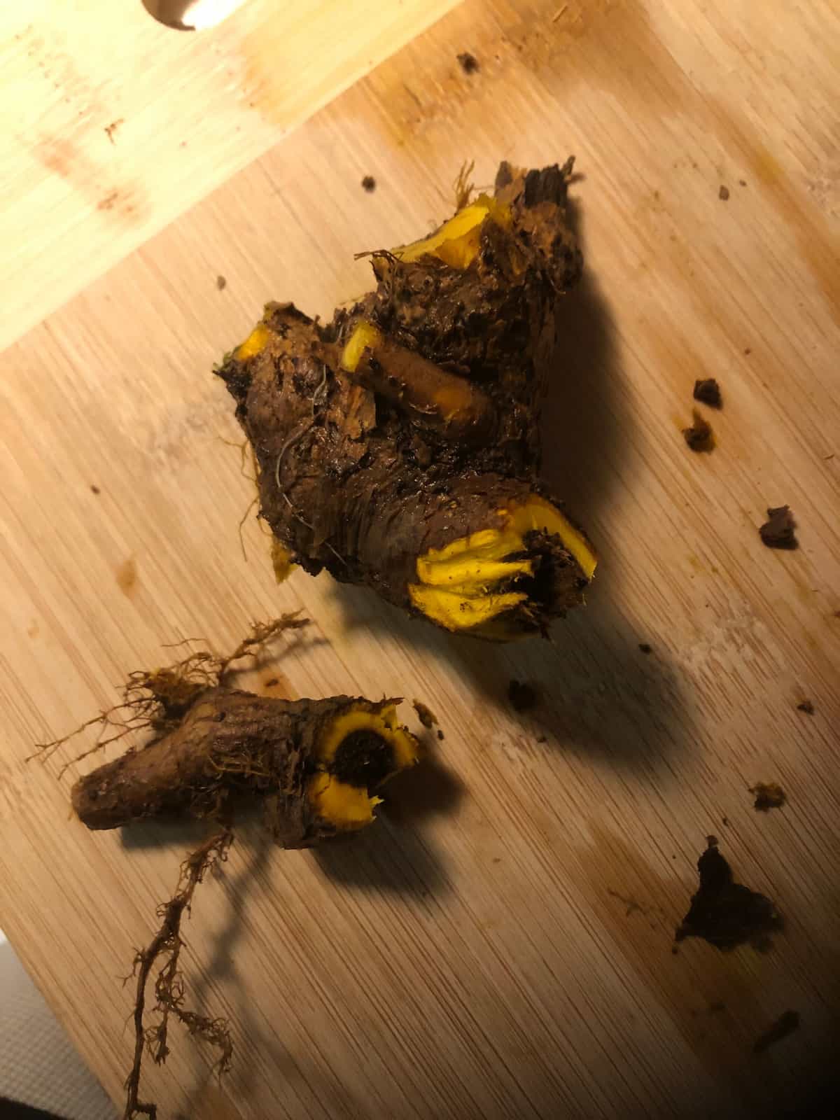 BARberry root tincture- wild foraged tinctured fresh - Foraged