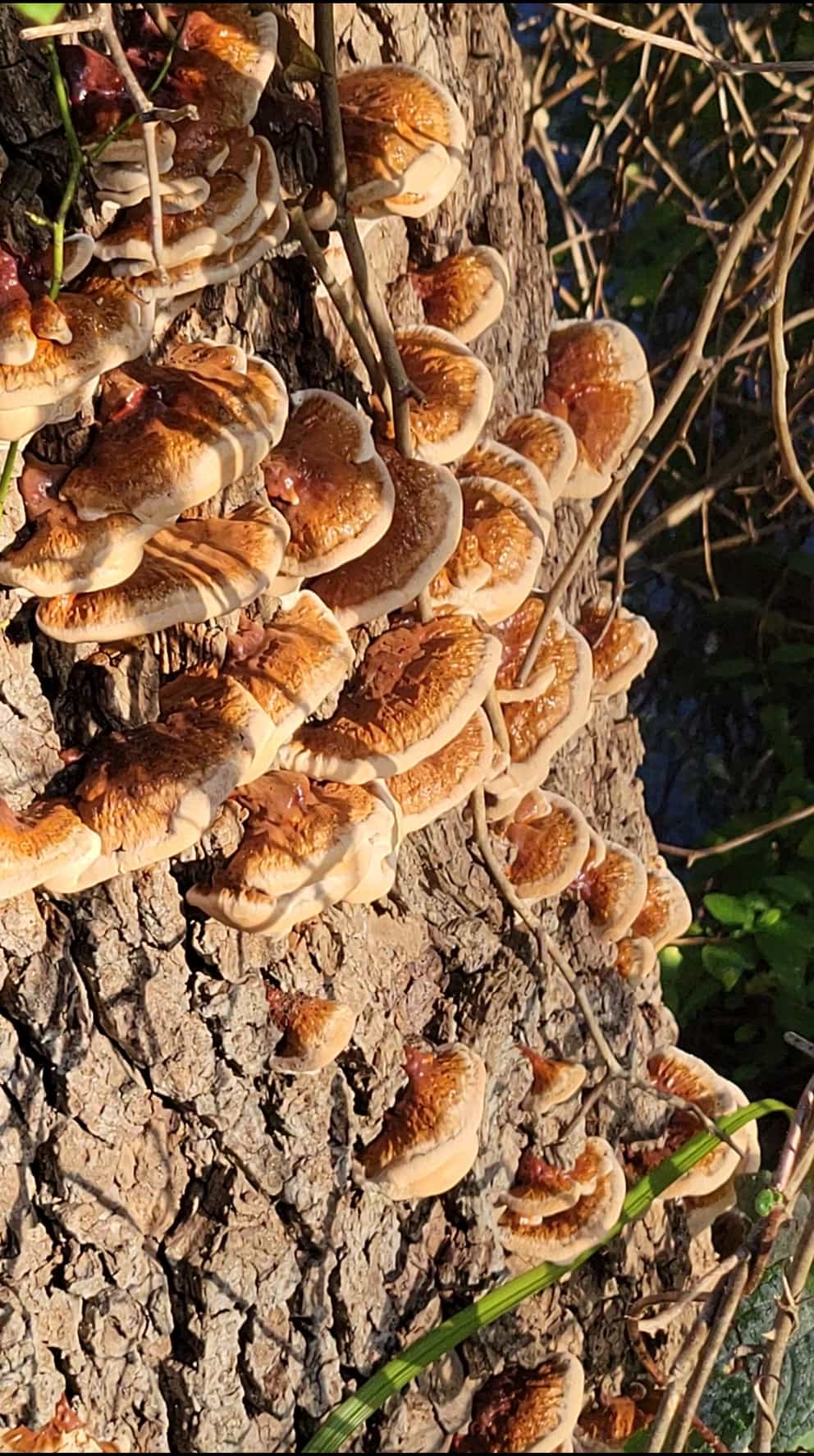 Dried Powdered Reishi Mushroom - Buy Online | Foraged