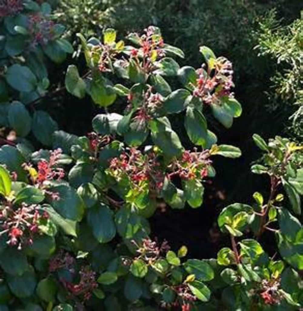 Evergreen Red Currant Ribes viburnifolium Plant - Buy Online | Foraged