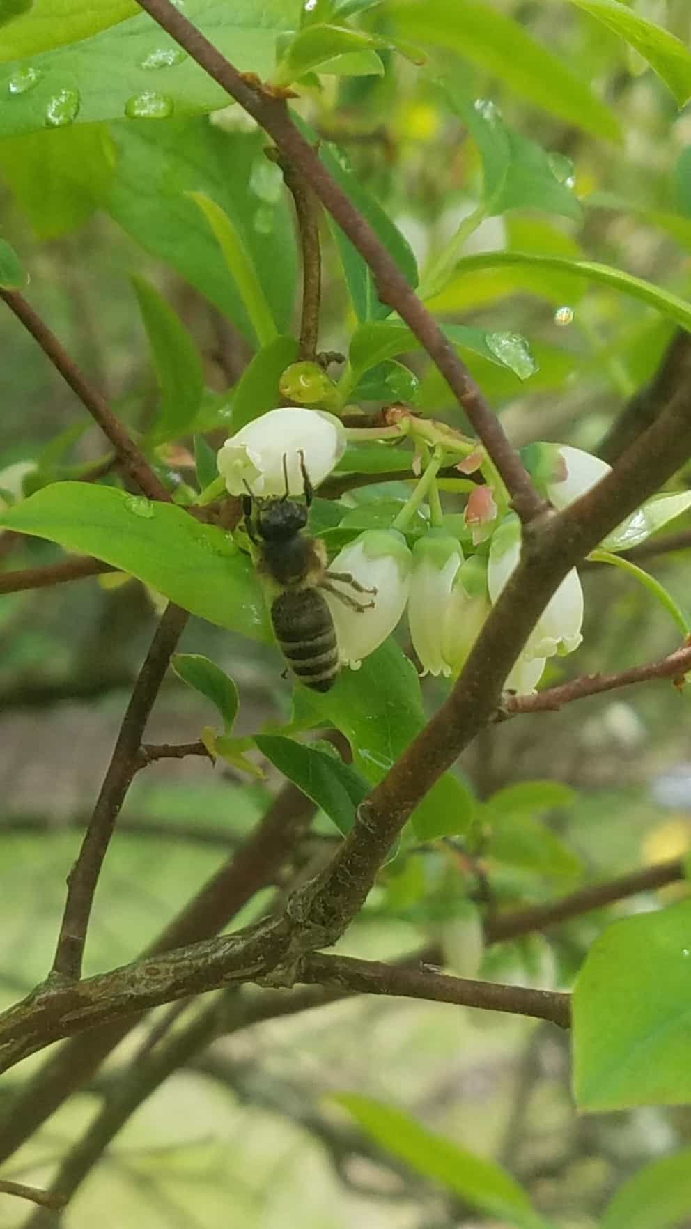 Catskill Blueberry Forest wildflower honey jar 1.5lb - Foraged