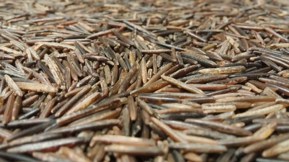 Organic Hand Harvested Wild Rice - Buy Online | Foraged