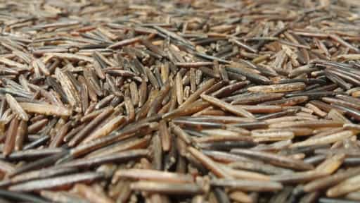 Organic Hand Harvested Wild Rice - Buy Online | Foraged