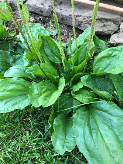 wild foraged plantain tincture- leaf + root tinctured fresh - Buy ...