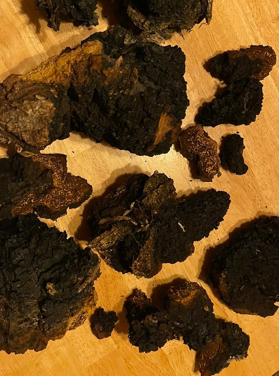 2023 Birch Chaga Mushroom Chunks Pennsylvania Wild Winter Harvested ...