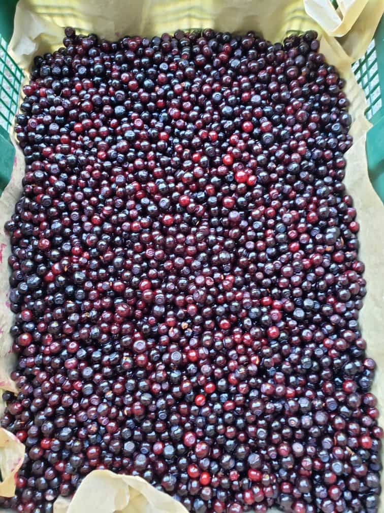 Fresh Wild Mountain Huckleberries - Buy Online | Foraged