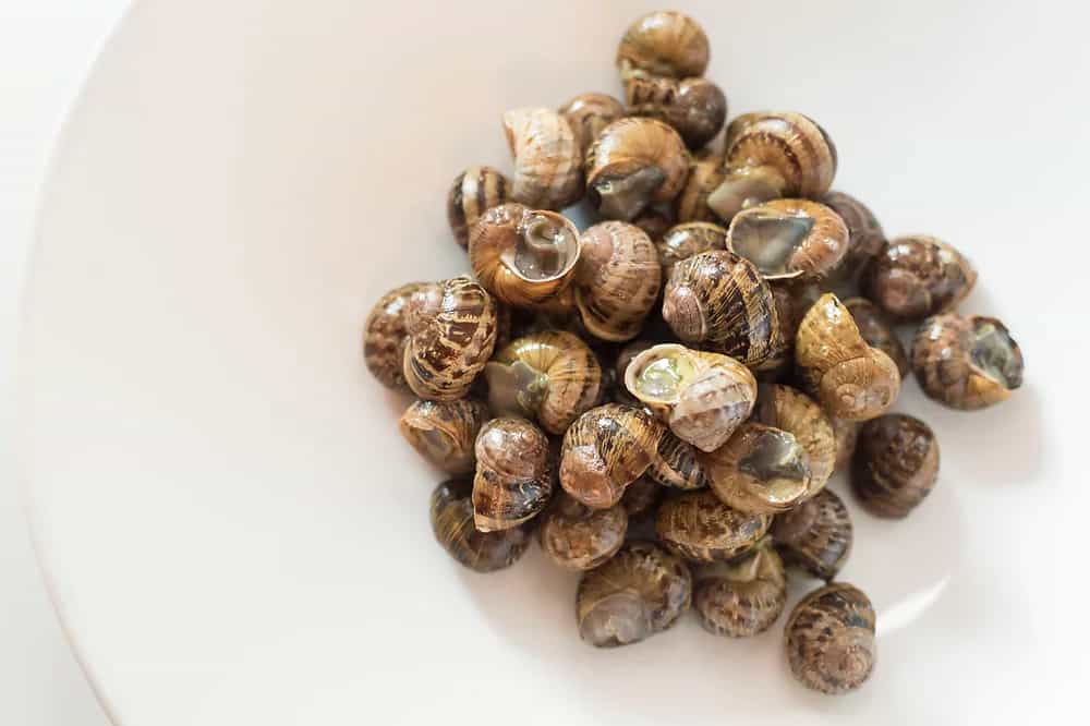 Escargot In Shell - 4 dozen (48 pcs) - Fresh - SHIPS TUESDAY FOR ...