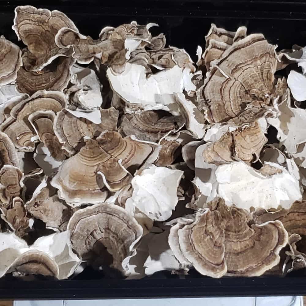 Dried Turkey Tail Mushrooms - 2 oz. Wild Turkey Tail - FREE SHIPPING ...