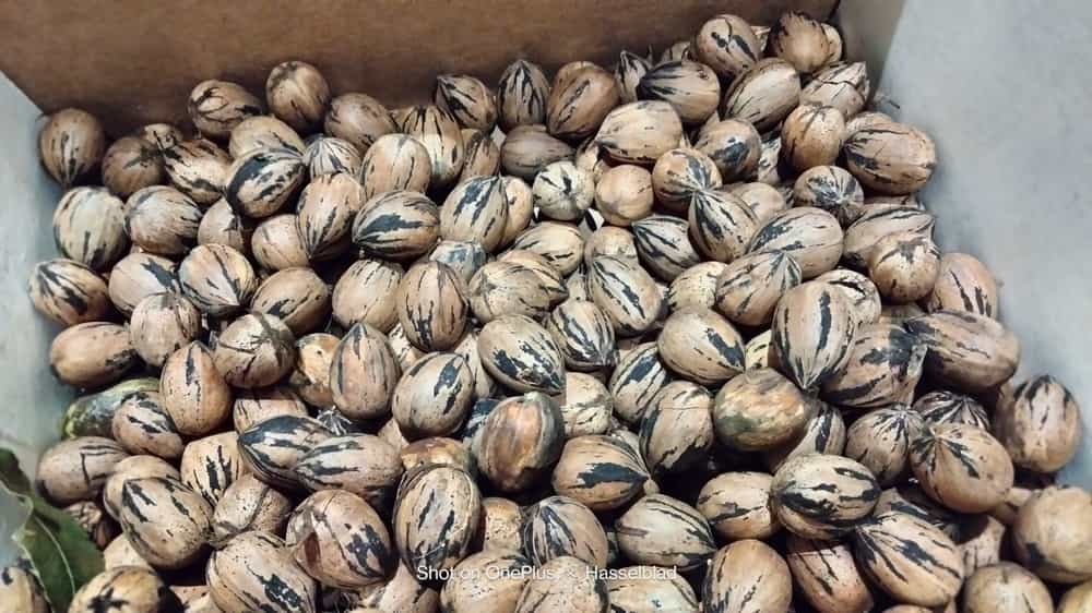 North Carolina Pecans - Buy Online | Foraged