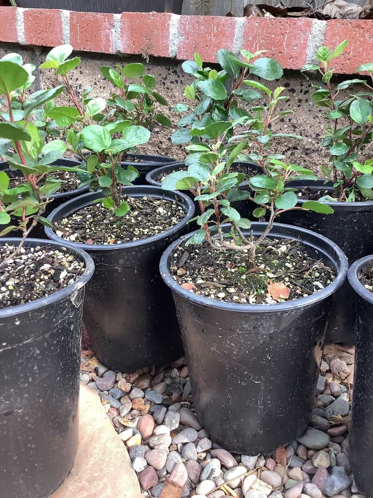 Evergreen Red Currant Ribes viburnifolium Plant - Buy Online | Foraged