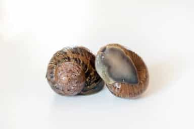 Escargot In Shell - 4 dozen (48 pcs) - Fresh - Buy Online | Foraged