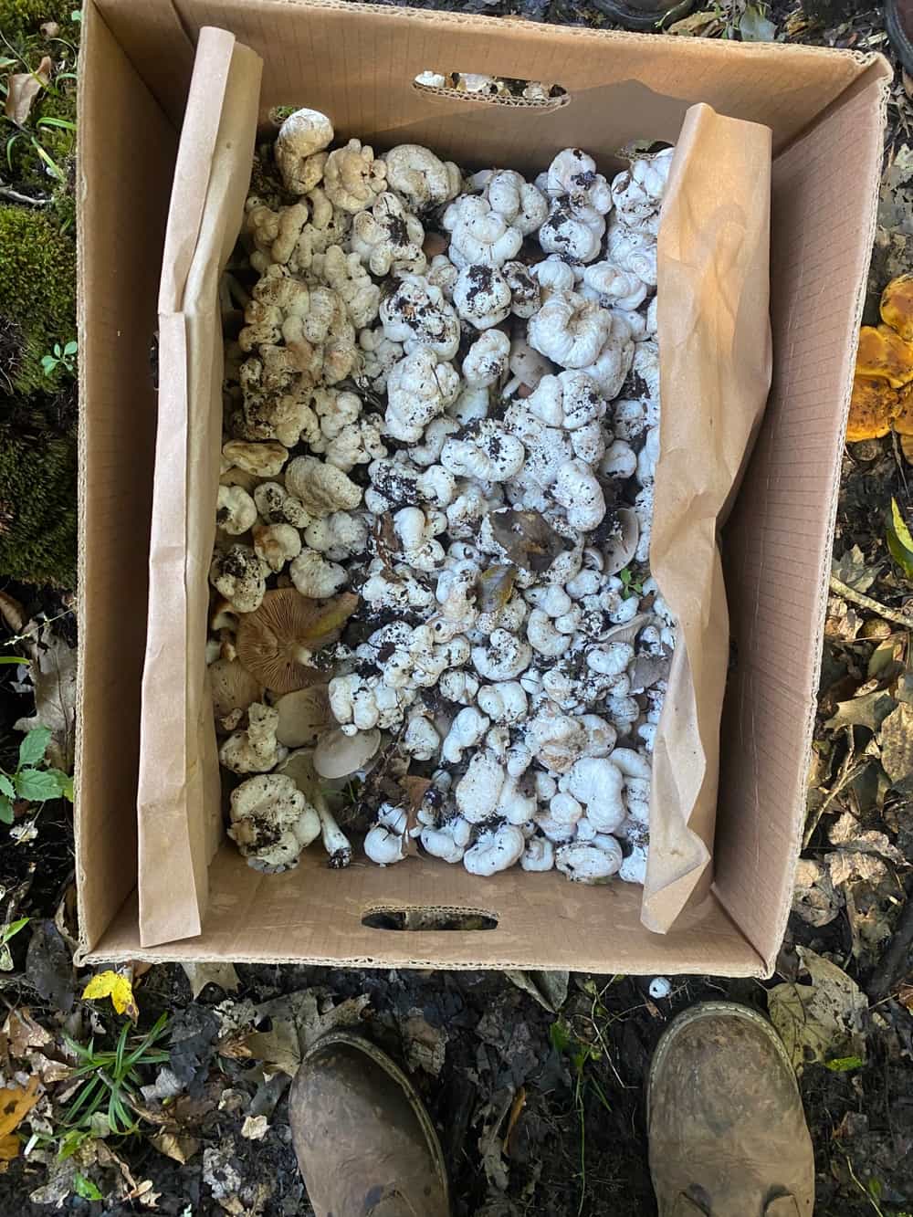 RARE Shrimp of the Woods (Entoloma abortivum) - Buy Online | Foraged