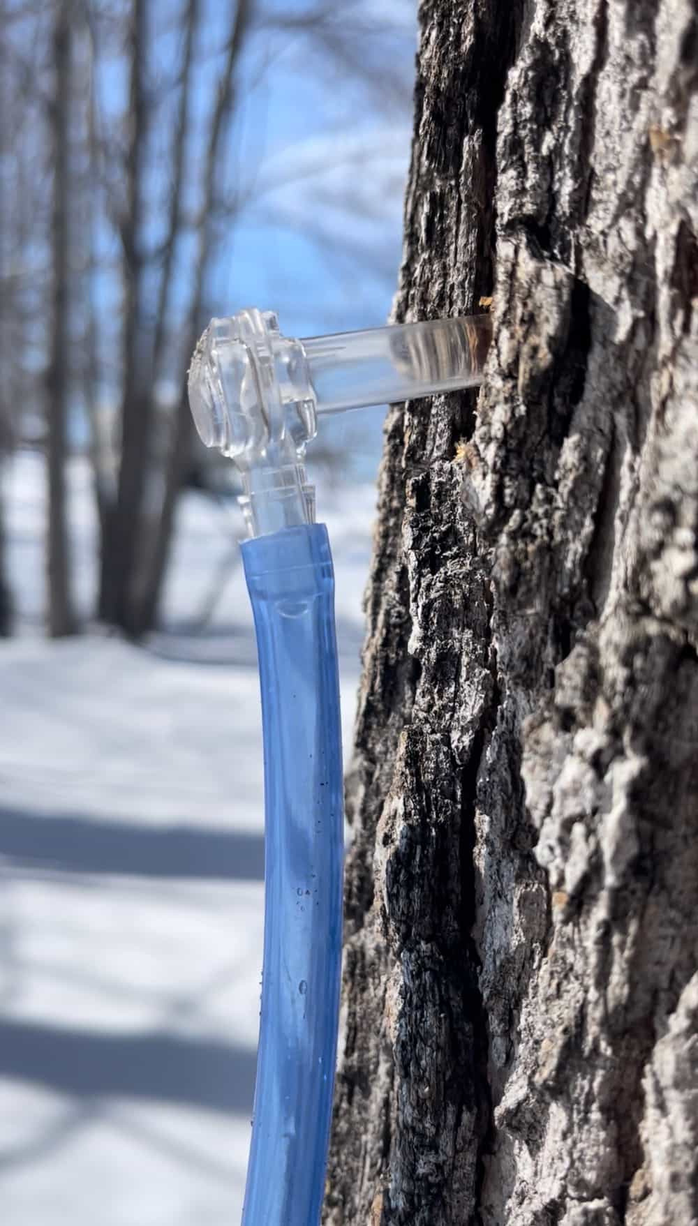 16oz. Northern Minnesota Small-Batch, Wood-Fired, Pure Maple Syrup ...