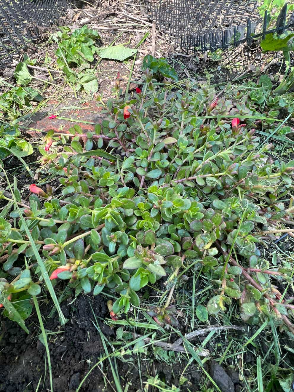 Purslane, fresh greens - Buy Online | Foraged