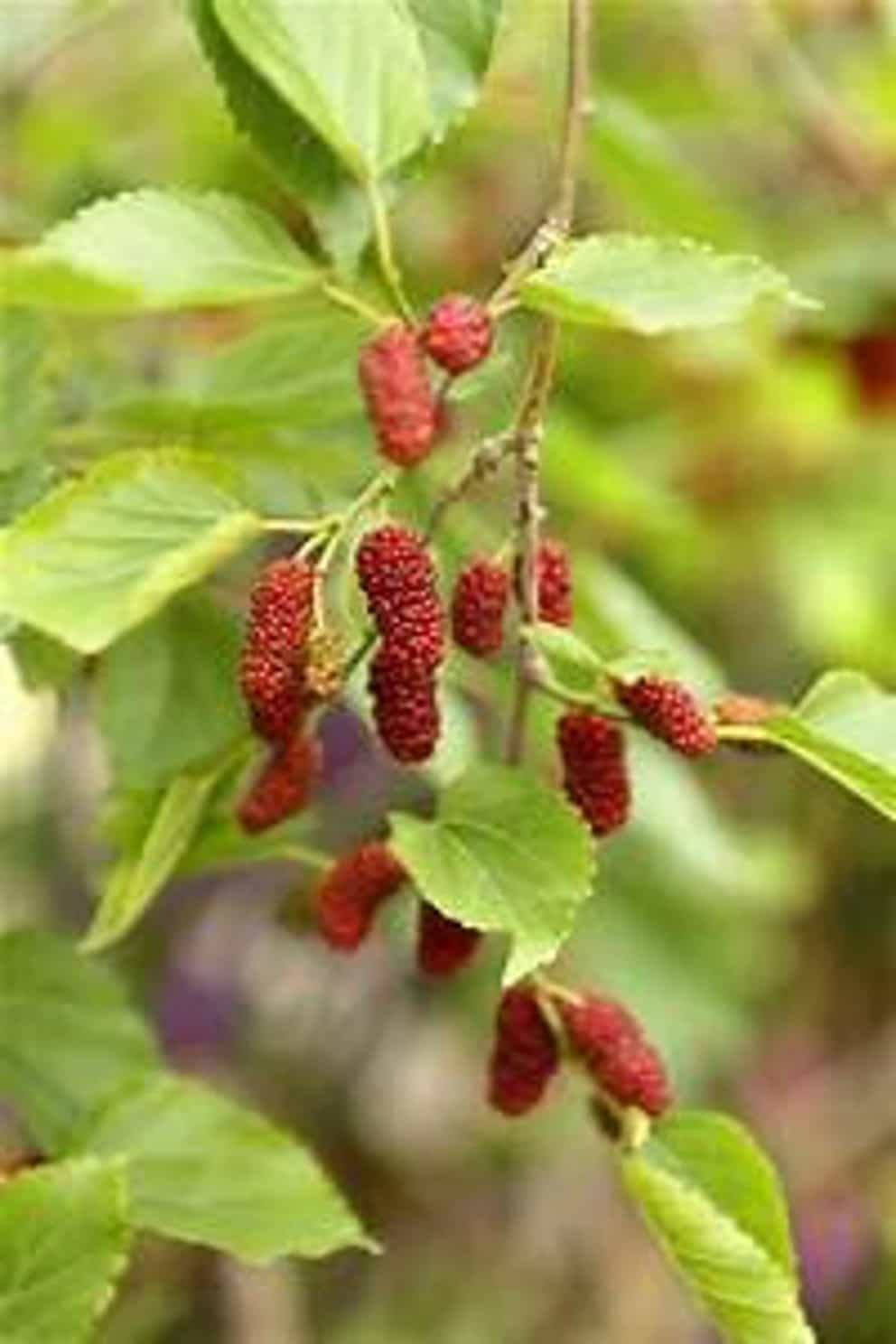 Red Mulberry (Morus rubra) Tree - Buy Online | Foraged