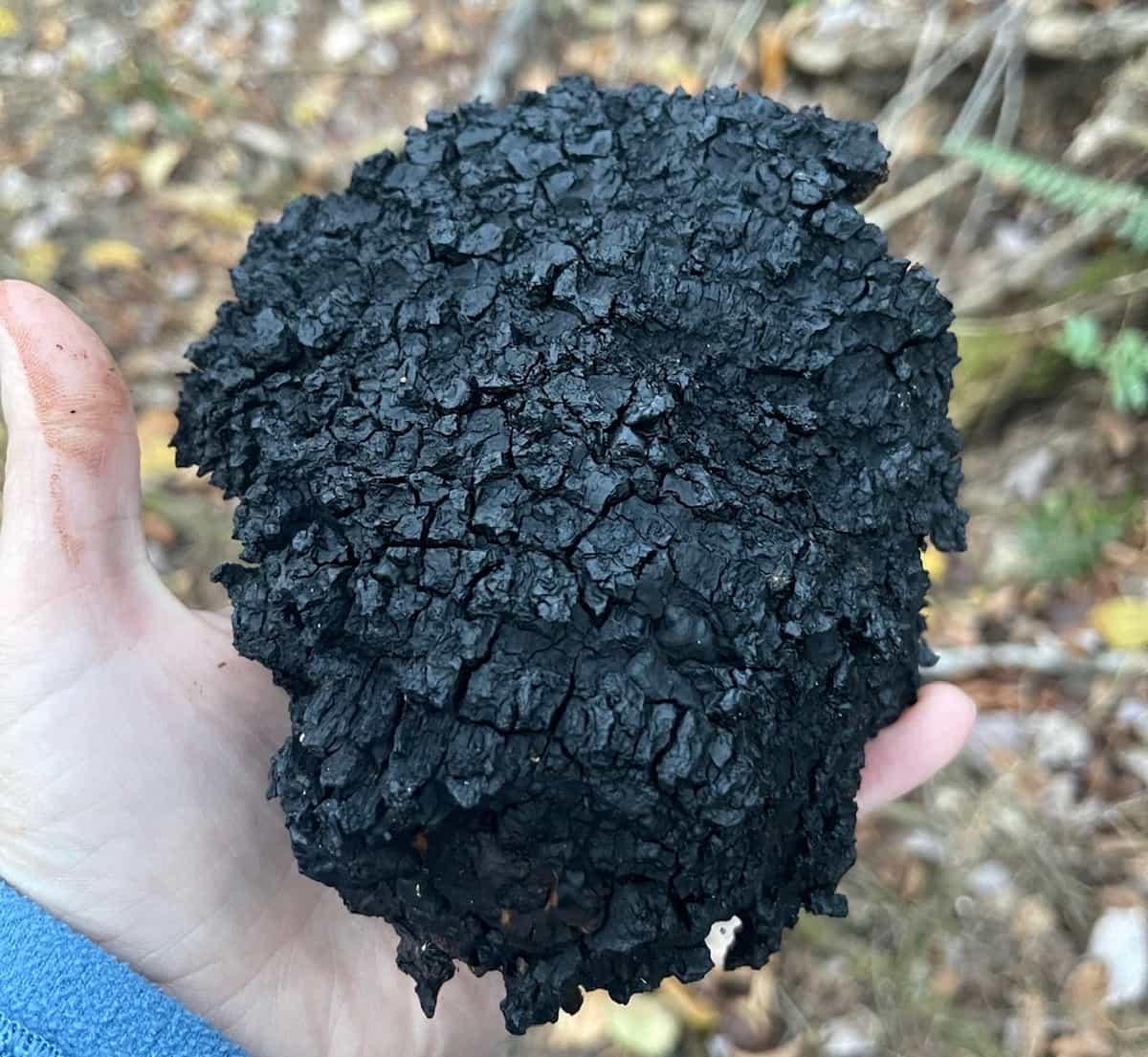 2023 Birch Chaga Mushroom Chunks Pennsylvania Wild Winter Harvested ...