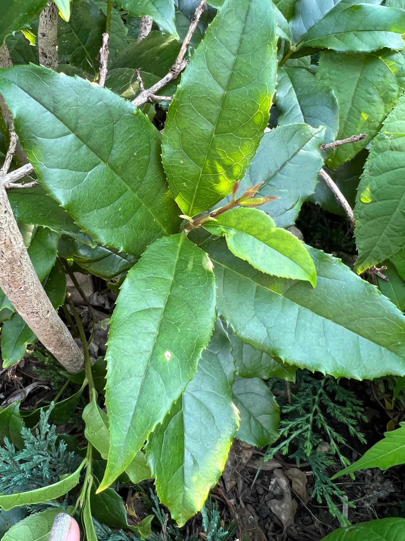 Tea Leaves - Osmanthus fragrans leaf *Fresh - Buy Online | Foraged