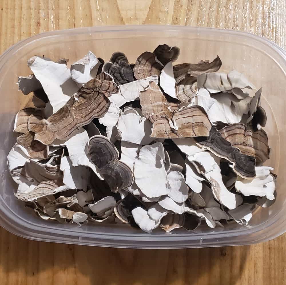Dried Turkey Tail Mushrooms - 2 oz. Wild Turkey Tail - FREE SHIPPING ...
