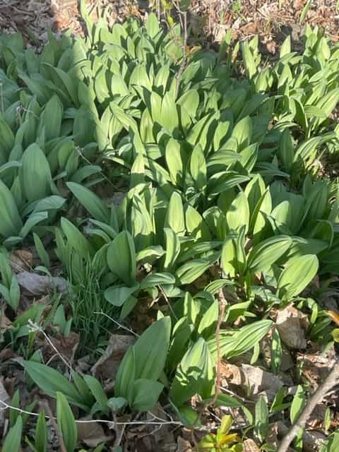 Wild Foraged Ramp Salt | Sustainably Harvested | 2 oz | Allium ...