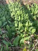 Wild Foraged Ramp Salt | Sustainably Harvested | 2 oz | Allium ...