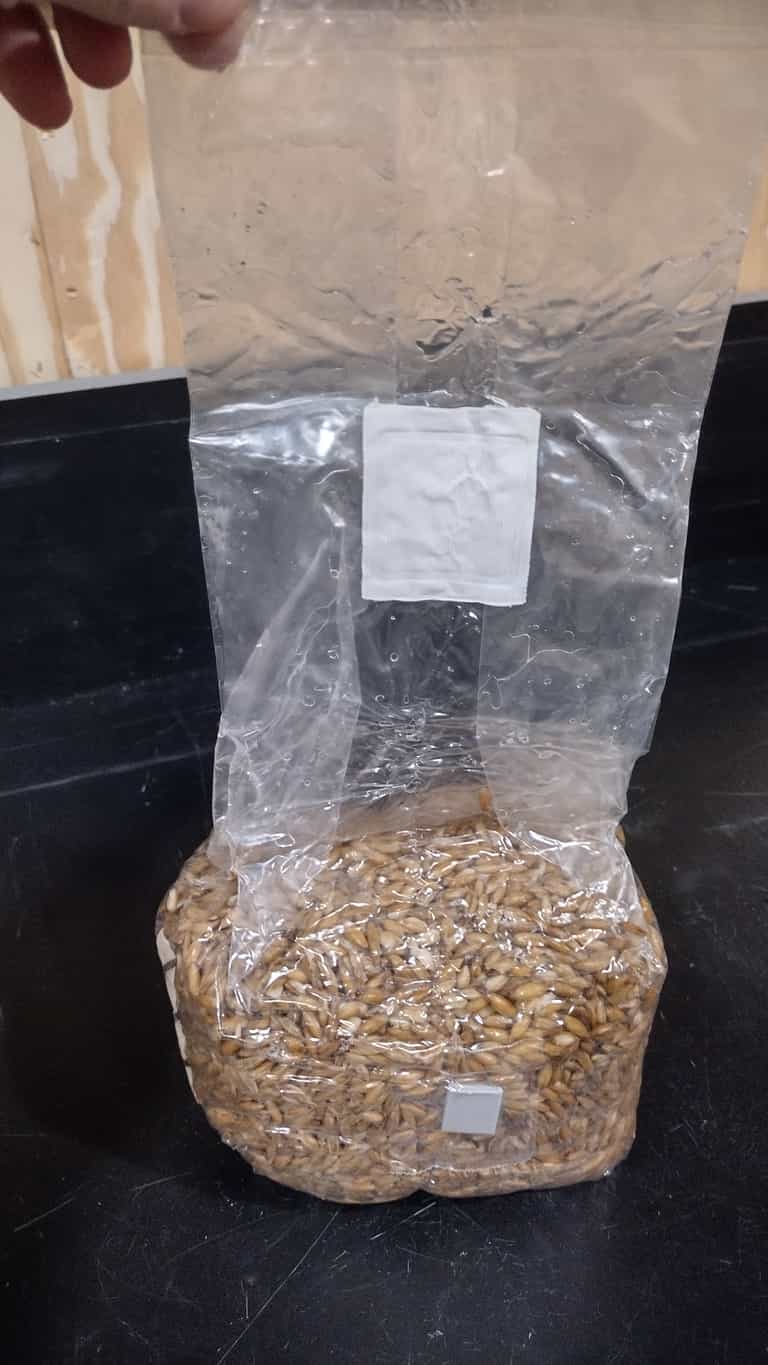 5lbs Sterilized Grain spawn - Buy Online | Foraged