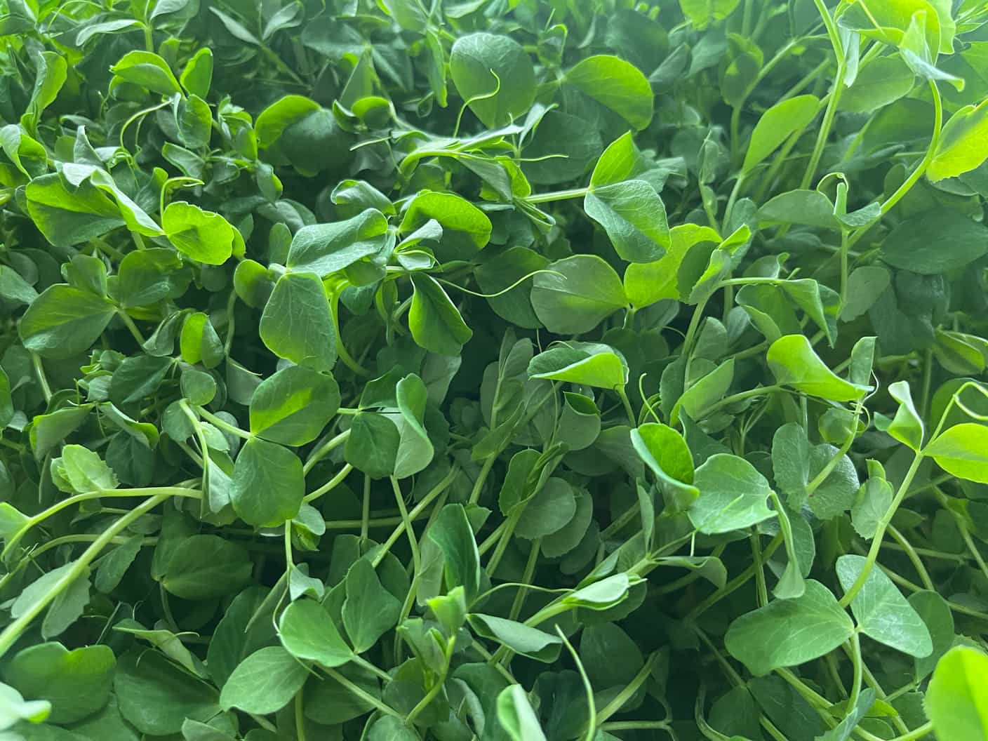 Organic Dundale Pea Microgreens - Buy Online | Foraged