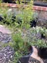 Lemon-Scented Tea Tree Leptospermum petersonii - Buy Online | Foraged