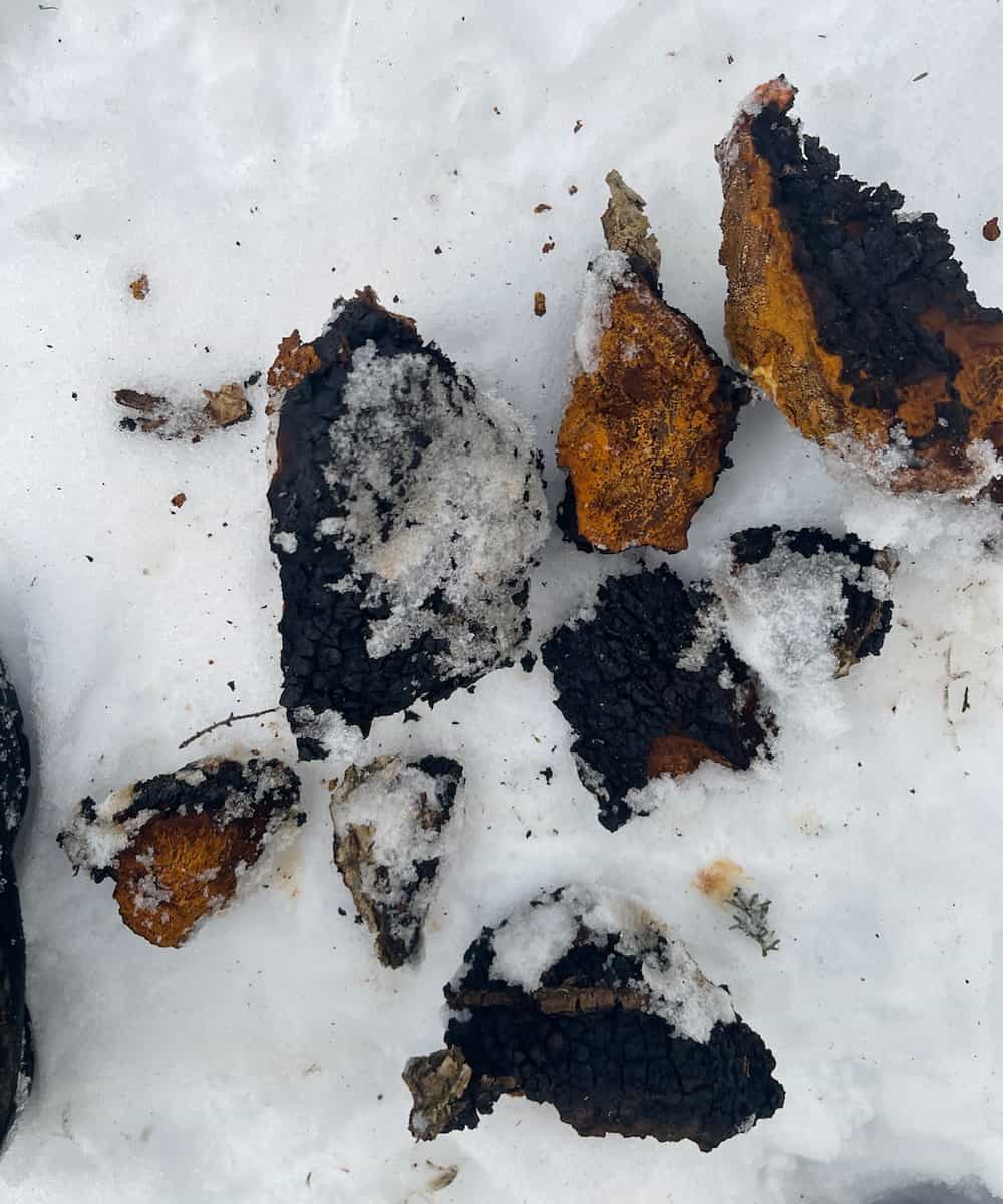 2023 Birch Chaga Mushroom Chunks Pennsylvania Wild Winter Harvested ...