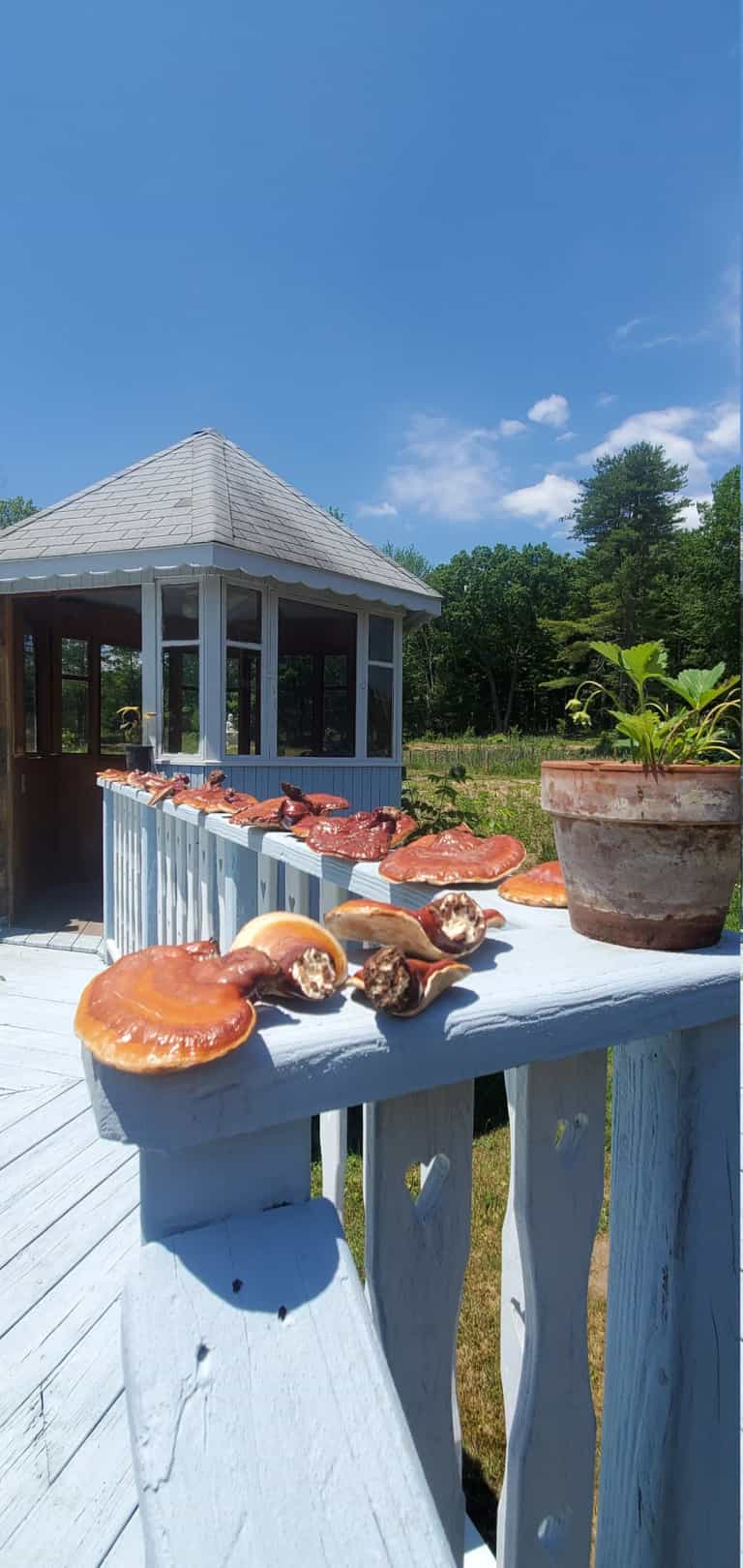 Whole Choice Dry Wild Ethically Harvested REISHI Ganoderma Tsugae ...