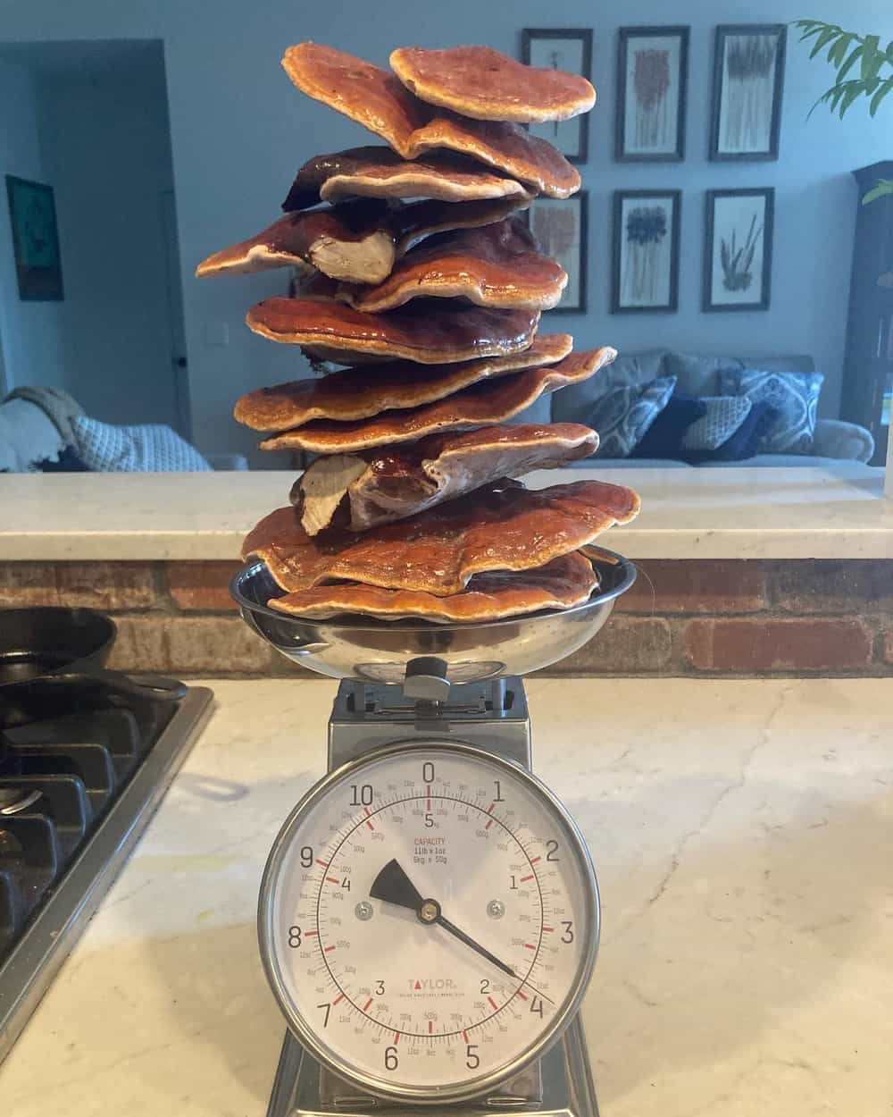 Wild Reishi (8oz dried) - Buy Online | Foraged