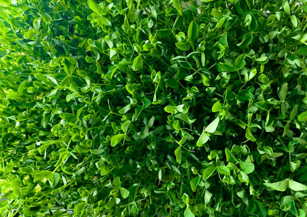 Organic Dundale Pea Microgreens - Buy Online | Foraged