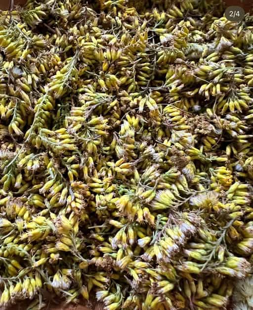 Goldenrod, Wild Dried Flowers - Buy Online | Foraged