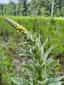 Mullein Leaf and Buds - FRESH - Wild and Wild Grown (cultivated from ...