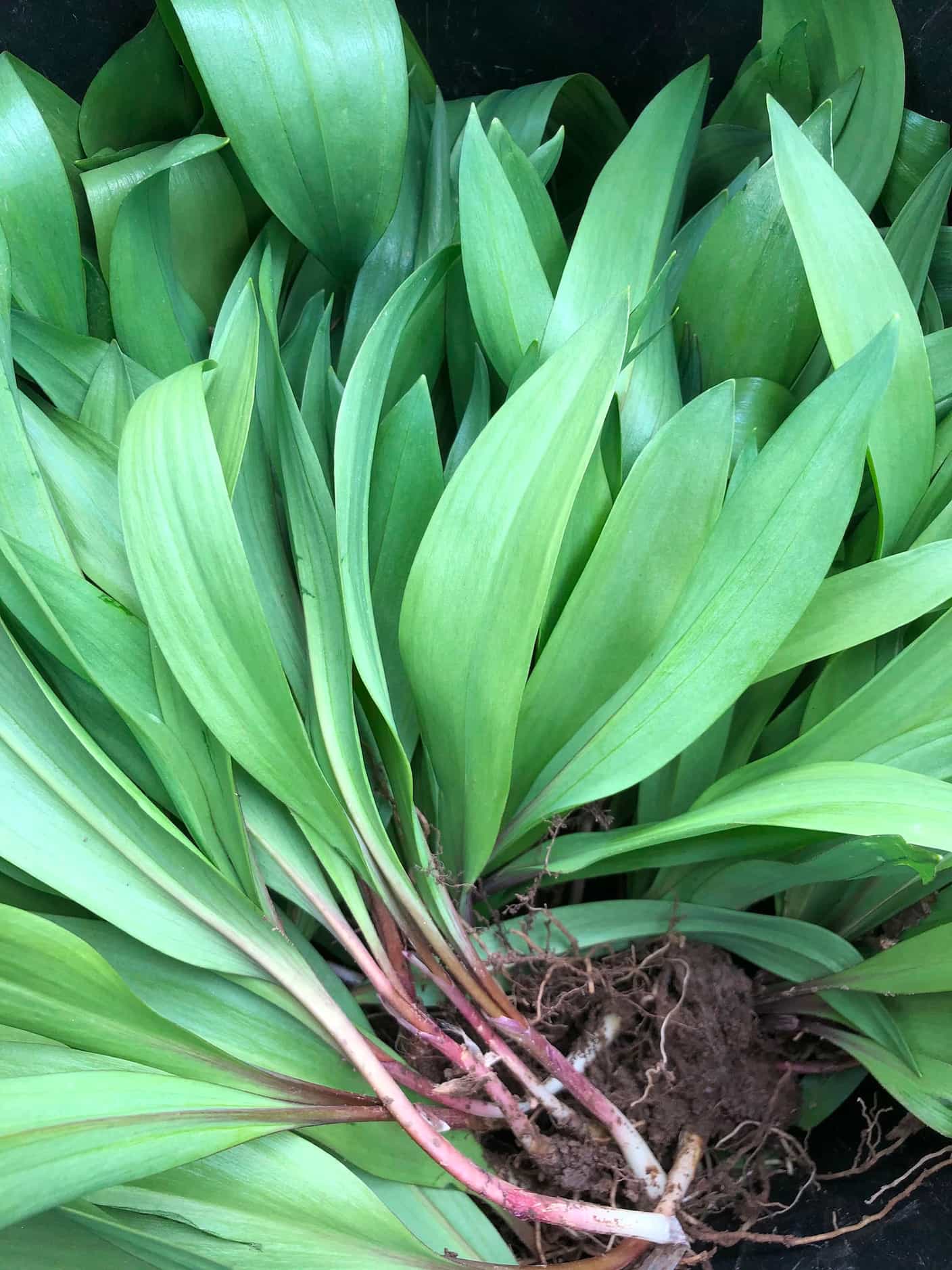 RAMPS Dormant Ramp Bulbs for fall transplanting BEAR GARLIC 3-5+ year ...