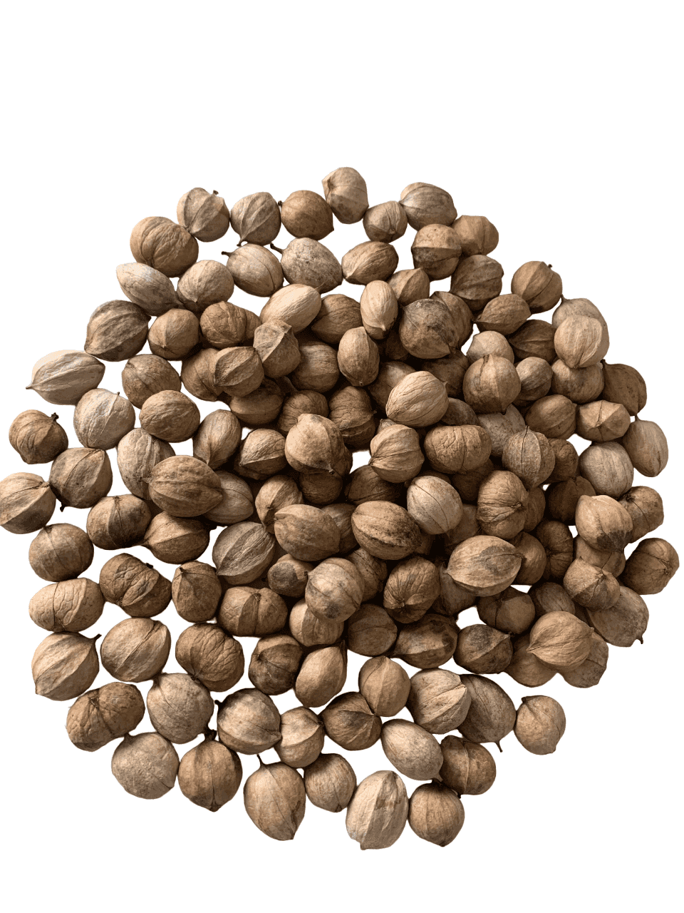 Wild Foraged Hickory Nuts In-Shell (1 Pound) - Buy Online | Foraged