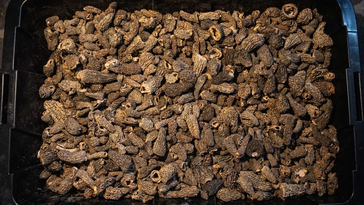 Wild Dried Alaskan Morels - Buy Online | Foraged