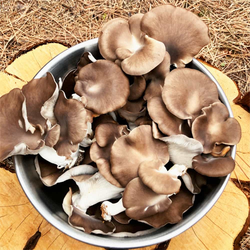 Dried Italian Oyster Mushrooms- Pleurotus Pulmonarius - Oregon Grown ...