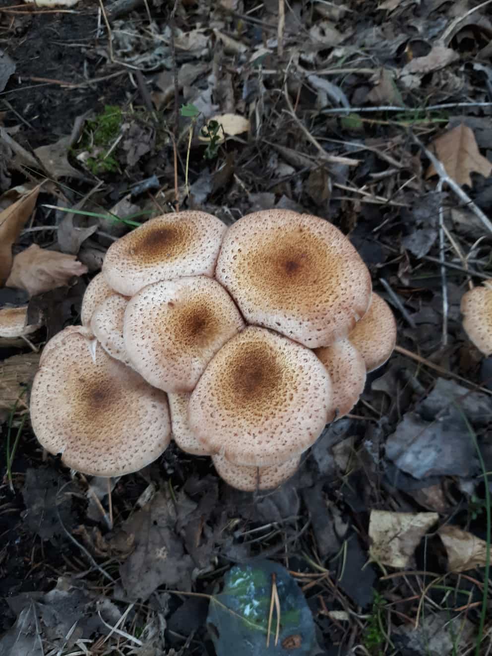 Minnesota Honey Mushrooms Armillaria Gallica - Foraged