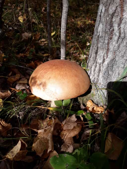 Bolete Blend 1 oz Lot - Buy Online | Foraged