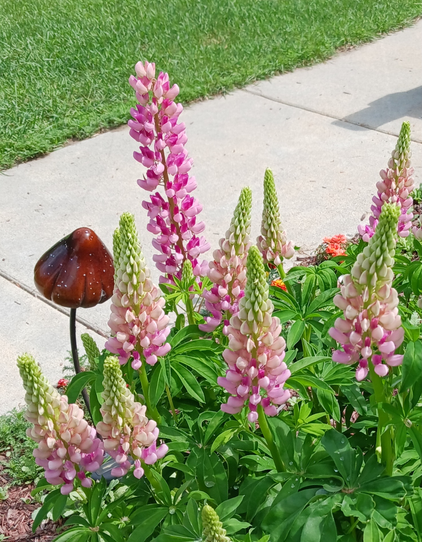 Two Tone and Wild Lupine Seed Blend - Buy Online | Foraged