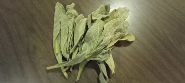 Dried Mullein Leaf - Buy Online | Foraged
