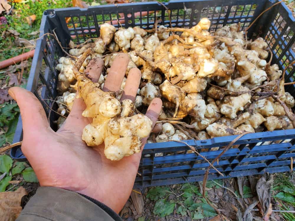 Sunchokes - 1 lb (Organic) - Buy Online | Foraged