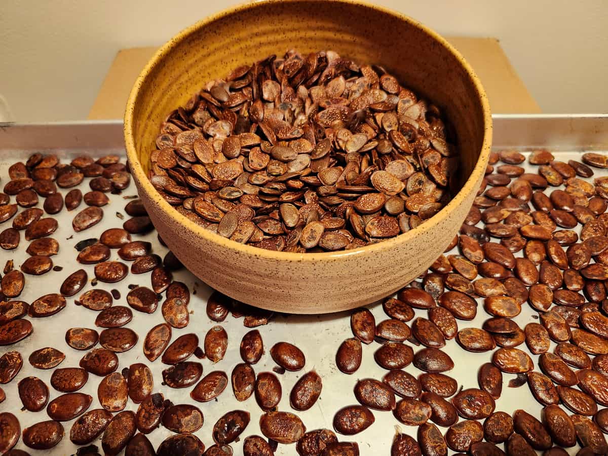 American Persimmon Seeds (40 seeds per pack) - Buy Online | Foraged