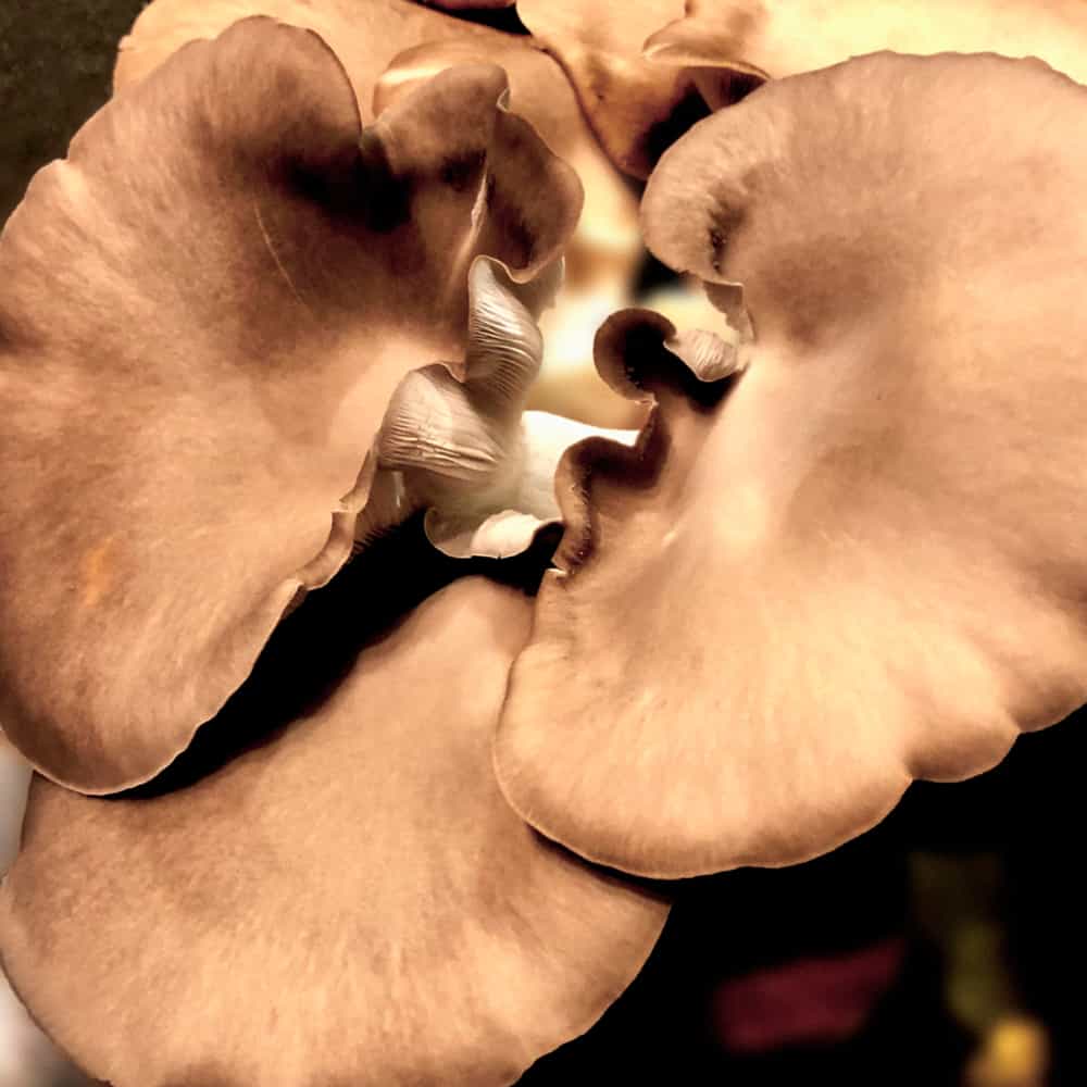 Dried Italian Oyster Mushrooms- Pleurotus Pulmonarius - Oregon Grown ...