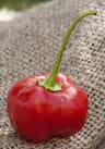 Malawi Piquante Pepperdew Heirloom Pepper Premium Seed Packet - Buy ...