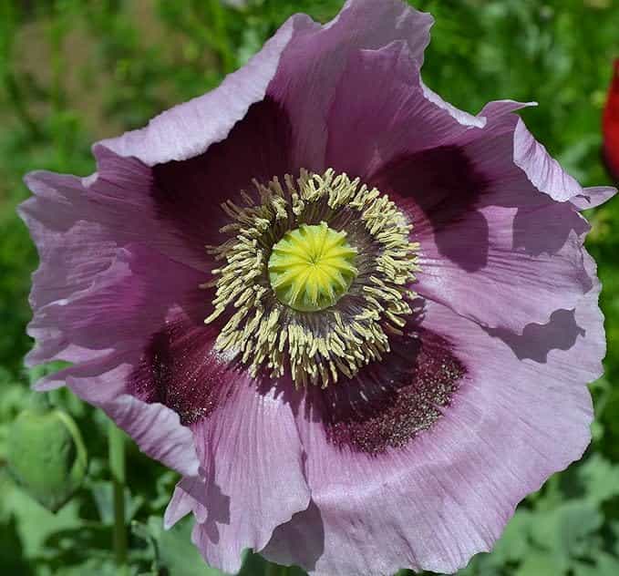 Giant Purple Poppy Papaver Somniferum Premium Seed Packet - Buy Online ...