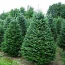 Fraser fir pine seedling - Buy Online | Foraged