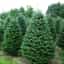 Fraser fir pine seedling - Buy Online | Foraged