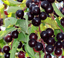 Chokecherries with Pits - Buy Online | Foraged